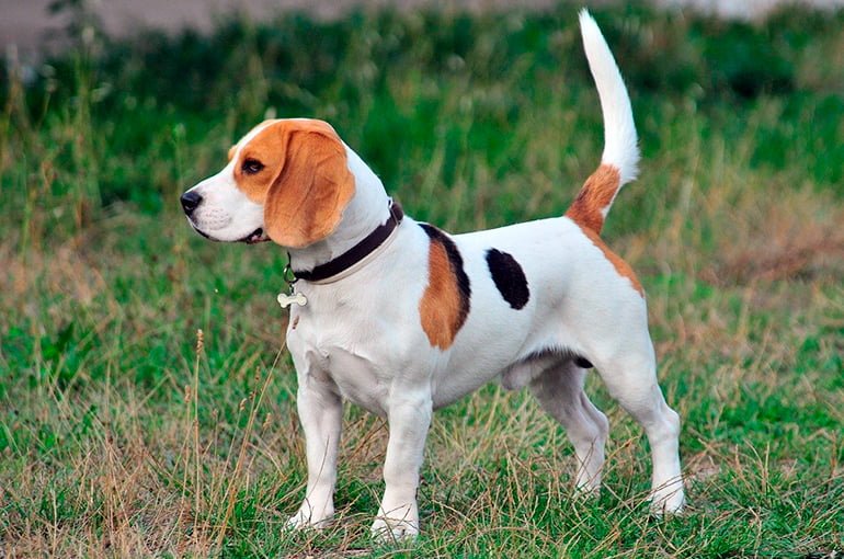 ¿Qué es mejor un beagle macho o hembra? - Beagle Spain - Tu Web y ...