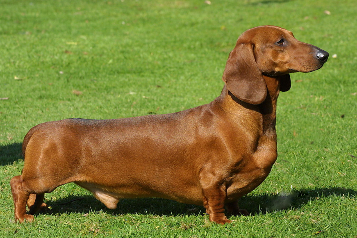 ¿Qué es un Arlequin perro? - Beagle Spain - Tu Web y Tienda de Beagle