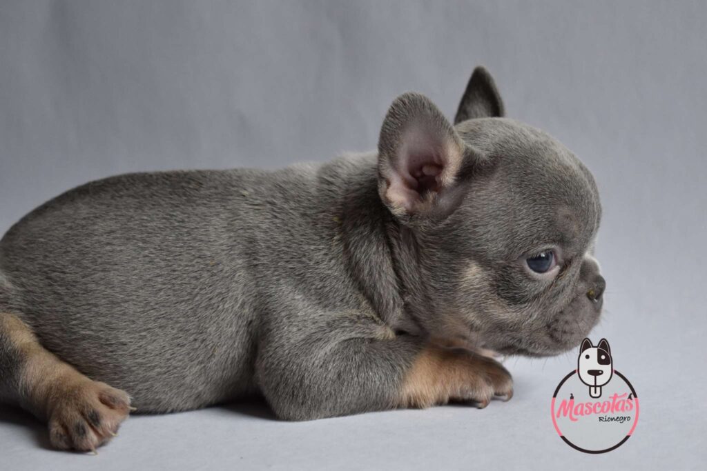 ¿Qué es un perro Lilac? - Beagle Spain - Tu Web y Tienda de Beagle