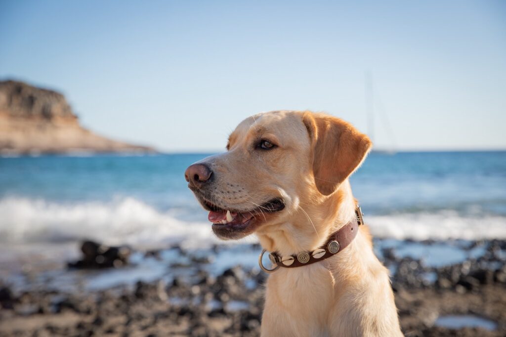 ¿Qué fruta es buena para los labradores? - Beagle Spain - Tu Web y ...