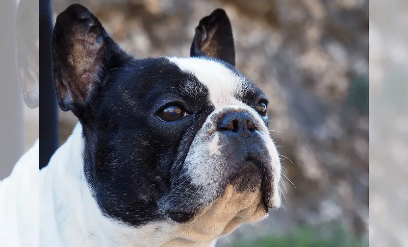 Los Bulldogs Franceses Son Agresivos