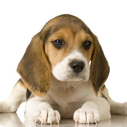 ¿Qué les gusta a los perros beagle? - Beagle Spain - Tu Web y Tienda de ...