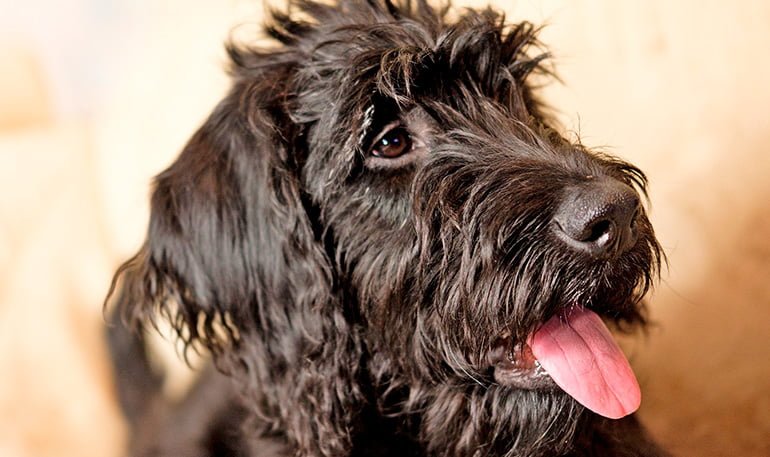 ¿Qué pasa cuando un perro tiembla? - Beagle Spain - Tu Web y Tienda de ...