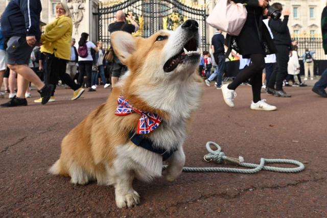 ¿Qué perro creó la reina Isabel? - Beagle Spain - Tu Web y Tienda de Beagle