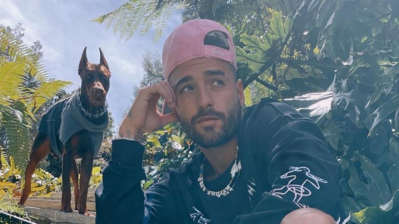 ¿Qué perro es el de Maluma? - Beagle Spain - Tu Web y Tienda de Beagle