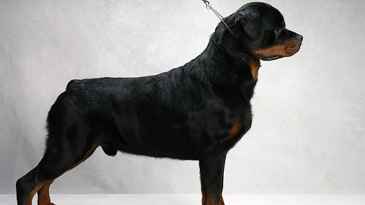 ¿Qué perro gana al rottweiler? - Beagle Spain - Tu Web y Tienda de Beagle