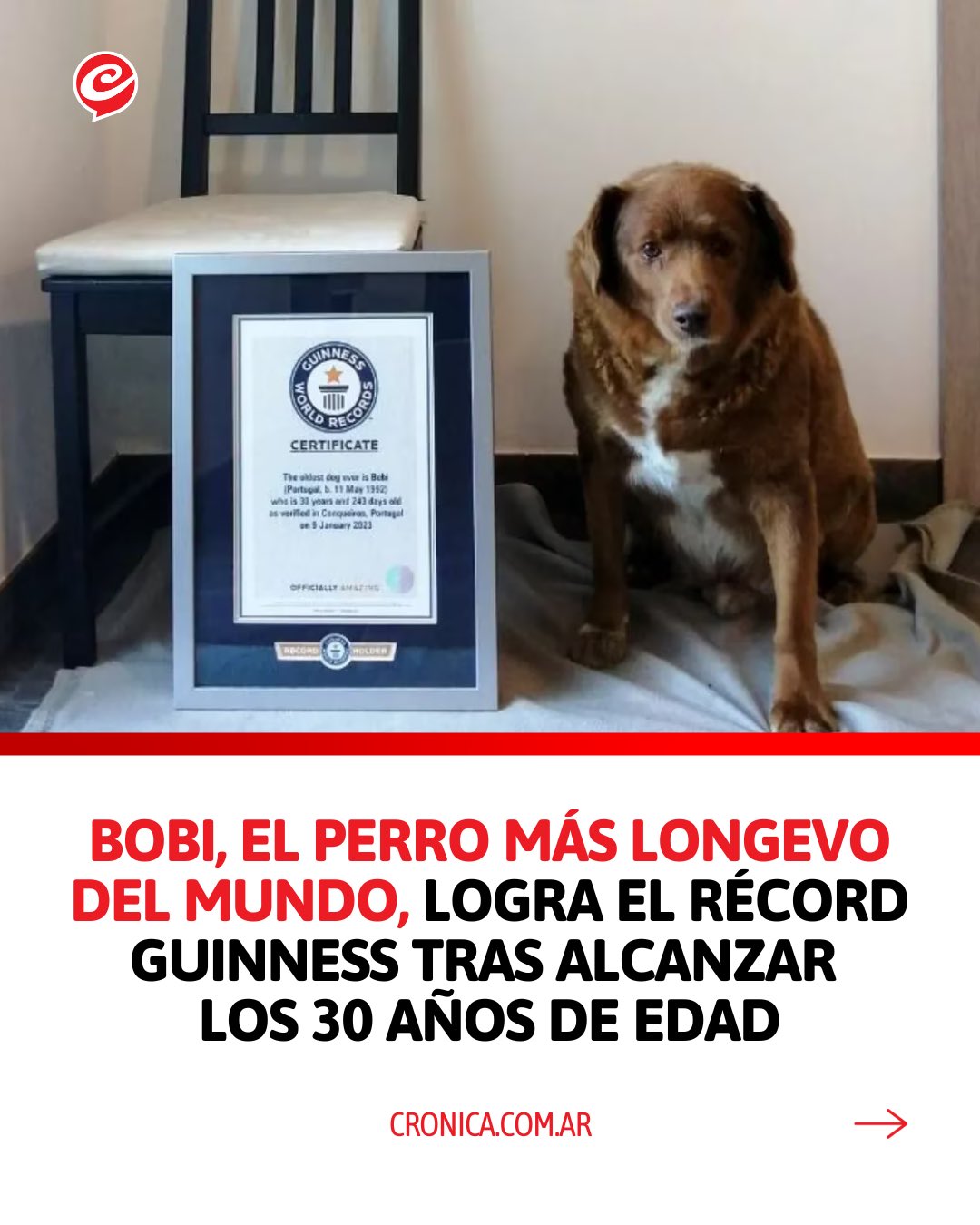 ¿Qué perro vive 30 años? - Beagle Spain - Tu Web y Tienda de Beagle