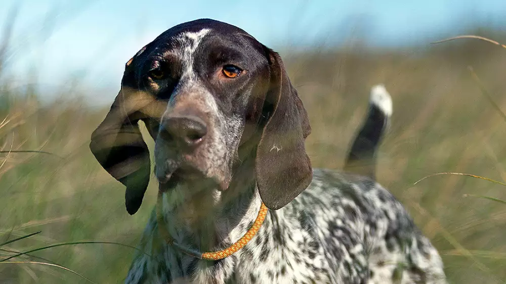 ¿Que pienso dar a un braco alemán? - Beagle Spain - Tu Web y Tienda de ...