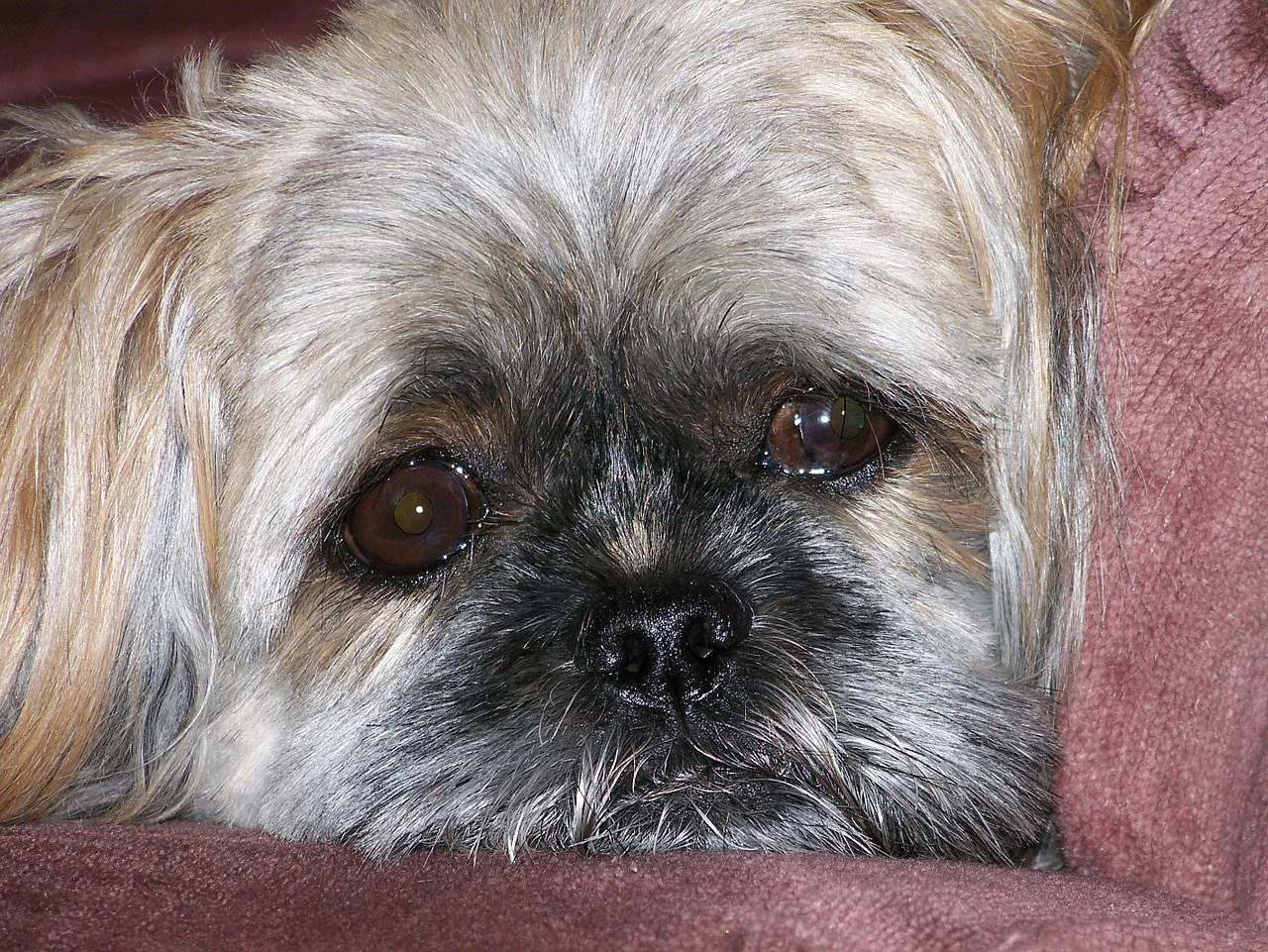 ¿Qué problemas tienen los perros shih tzu? - Beagle Spain - Tu Web y ...
