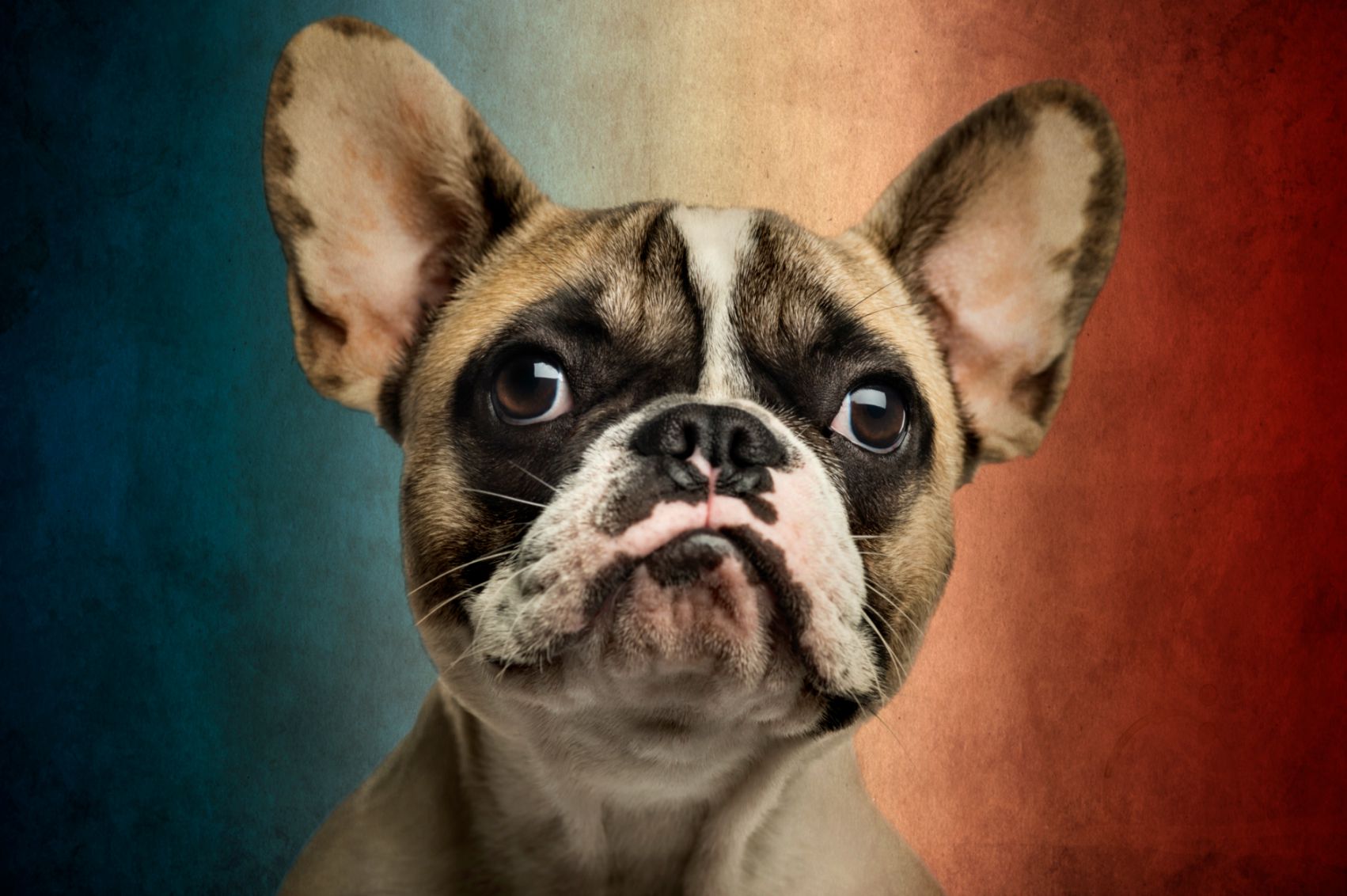 ¿Qué puede presentir un perro? - Beagle Spain - Tu Web y Tienda de Beagle