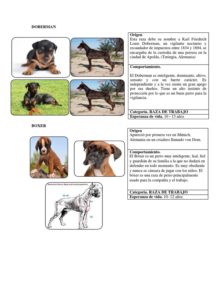 ¿Qué raza de perro es la más fiel y obediente? - Beagle Spain - Tu Web ...