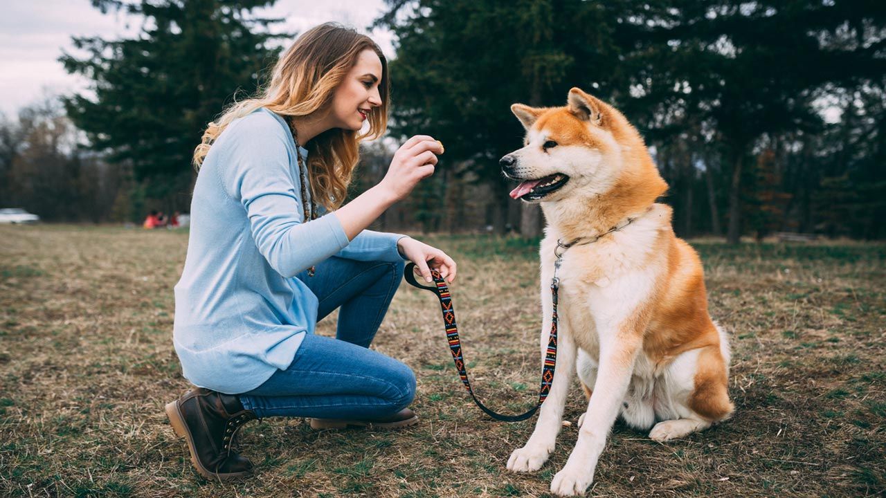 ¿Qué raza de perro es tranquilo? - Beagle Spain - Tu Web y Tienda de Beagle
