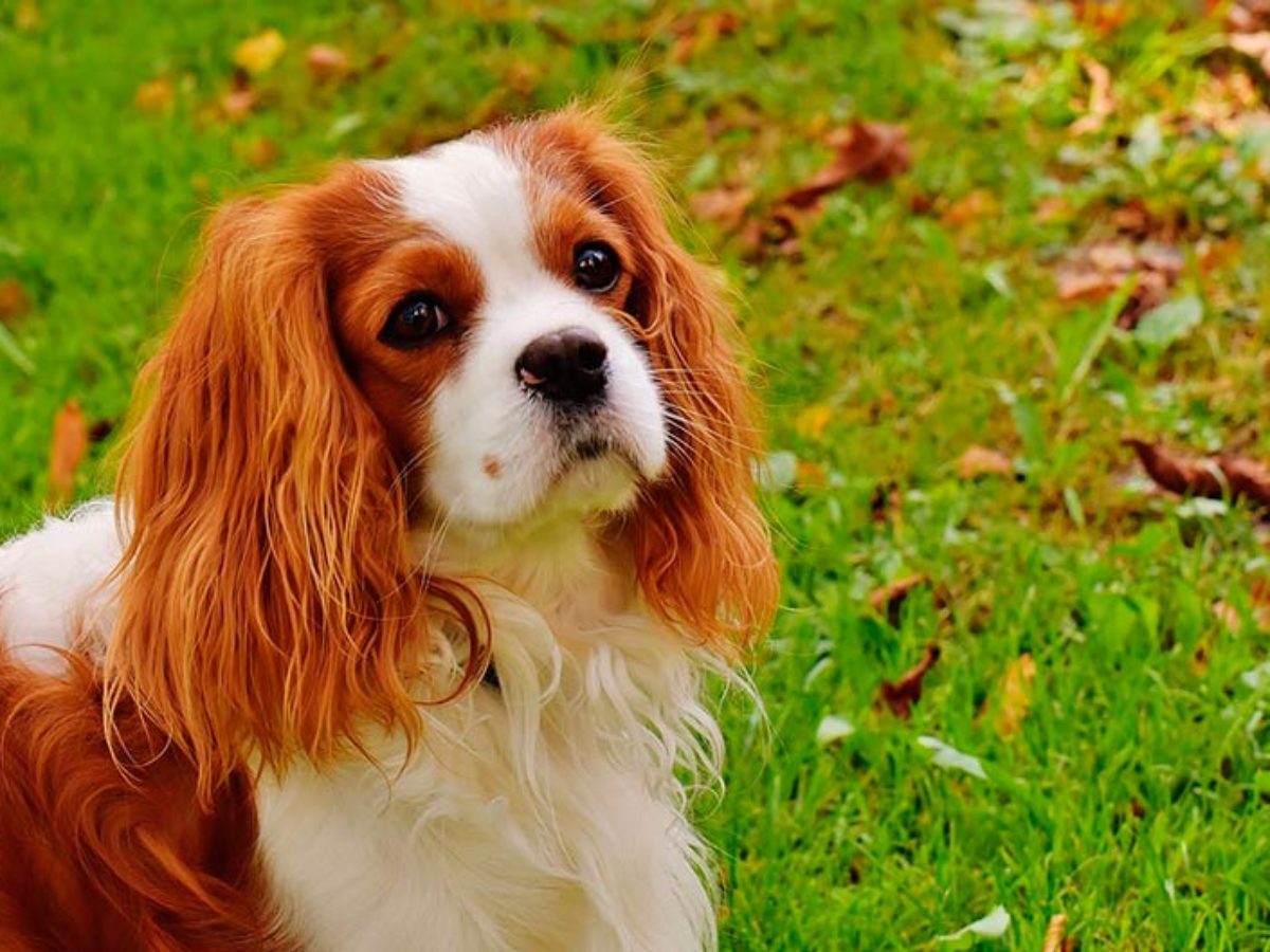 ¿Qué raza de perro necesita menos ejercicio? - Beagle Spain - Tu Web y ...