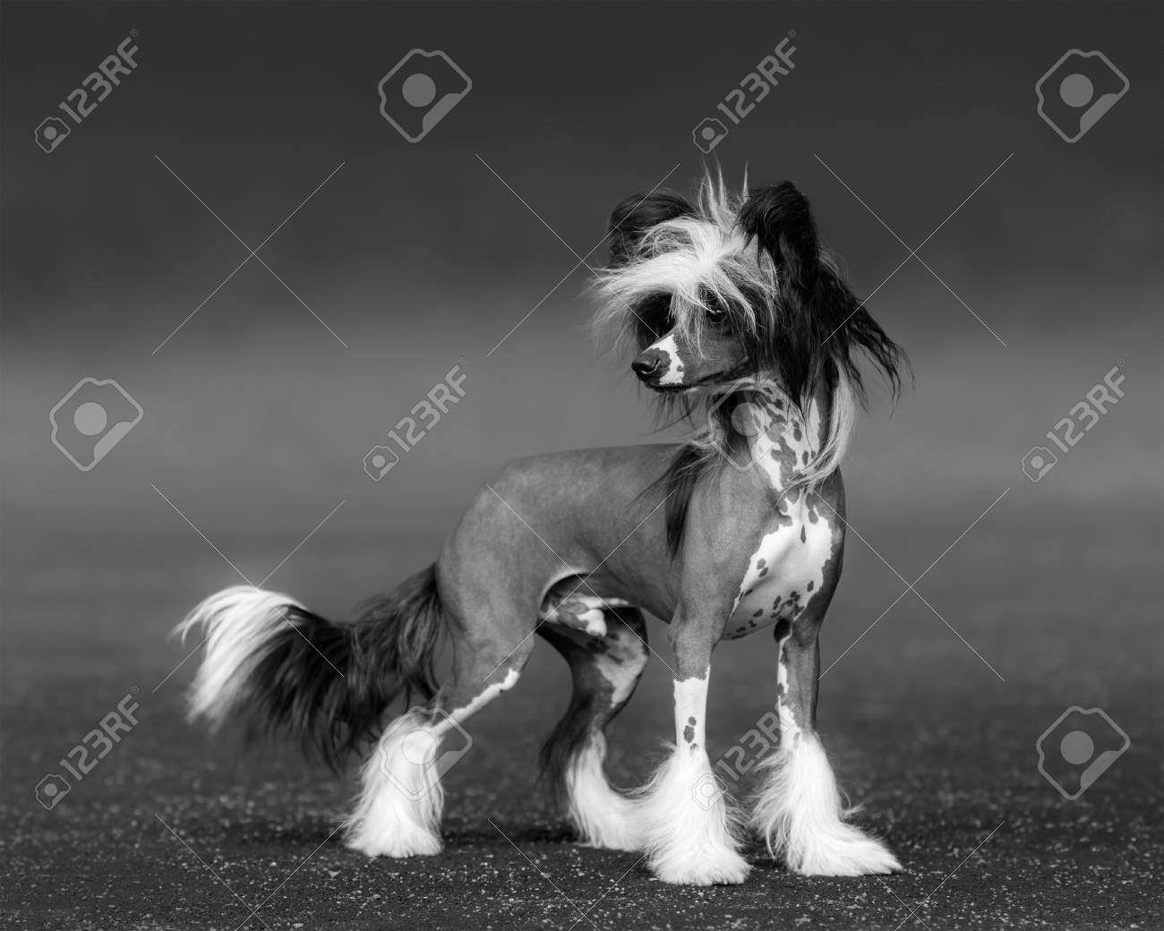 ¿Qué raza es el perro de Black & White? - Beagle Spain - Tu Web y ...