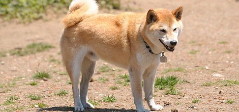 ¿Qué raza es el perro más fiel? - Beagle Spain - Tu Web y Tienda de Beagle