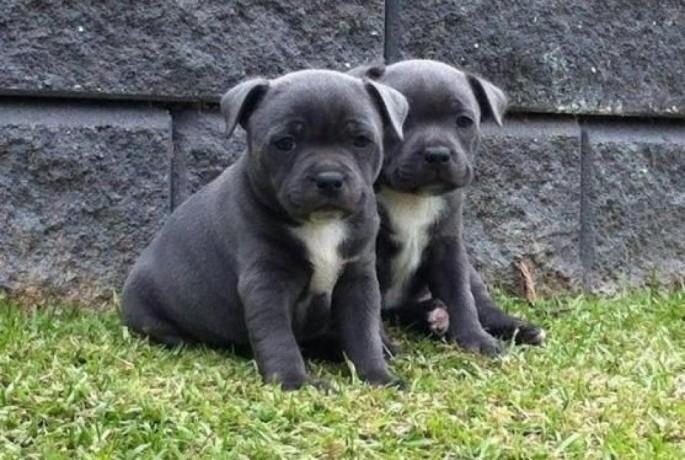 ¿Qué raza es un staffy? - Beagle Spain - Tu Web y Tienda de Beagle