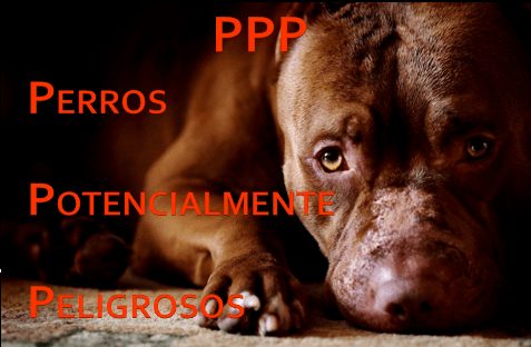 ¿Qué razas son PPP en España? - Beagle Spain - Tu Web y Tienda de Beagle