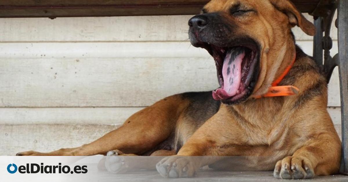 ¿Qué siente un perro cuando lo abrazo? - Beagle Spain - Tu Web y Tienda ...