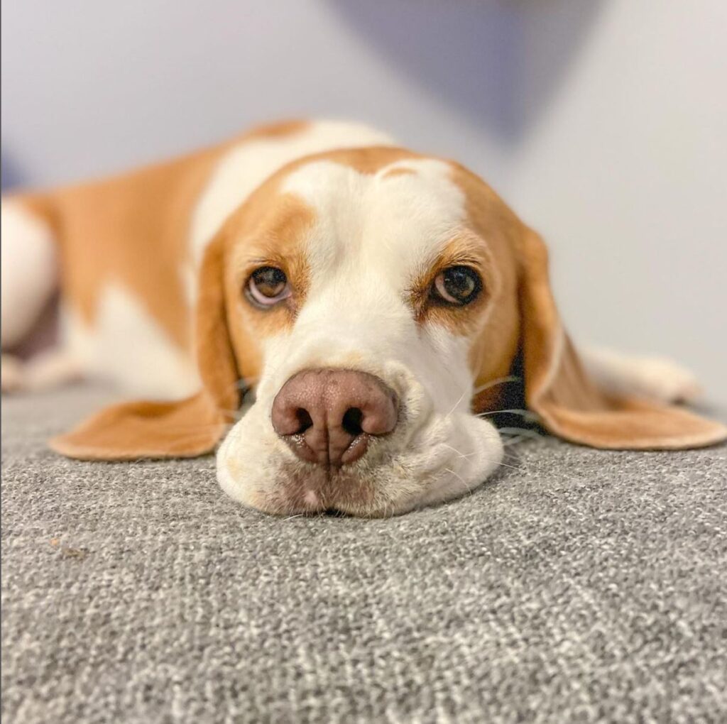 Menstruación en Beagle: Todo lo que necesitas saber - Beagle Spain - Tu ...